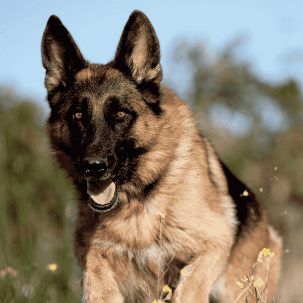 德國牧羊犬 German Shepherd - 預約怪獸